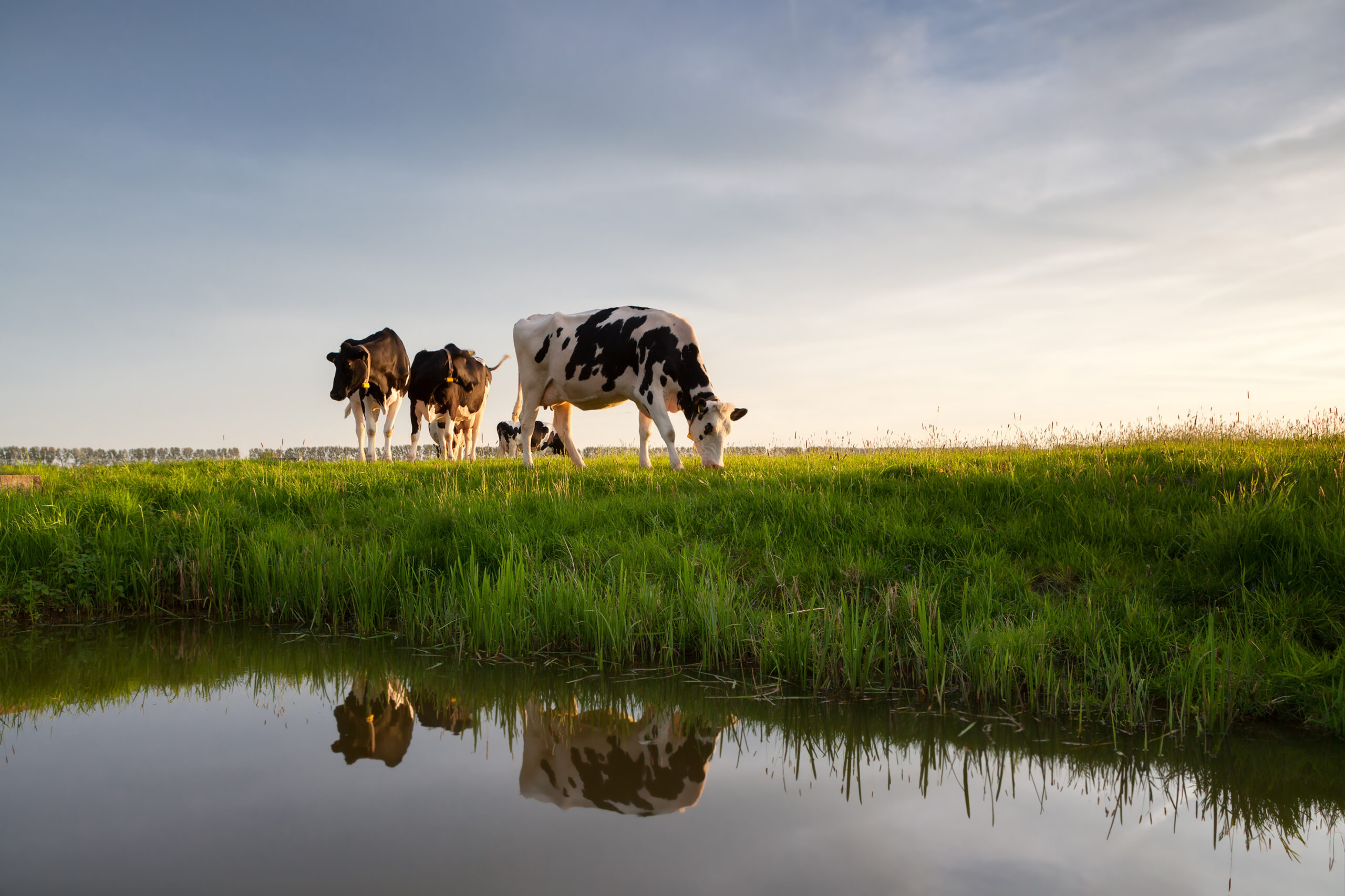 Zeleris: Superior Syringeability for BRD Treatment in Calves